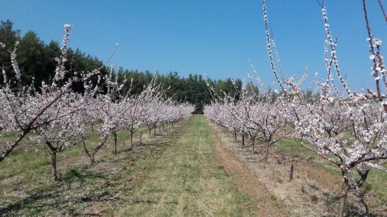 A kajszibarack komplex biológiai növényvédelme II. - Pro Agricultura ...